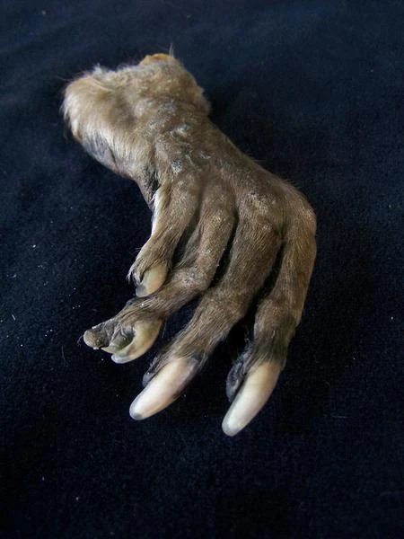 William Wymark Jacobs’ Monkey Paw | Warehouse 13 Artifact Database Wiki ...