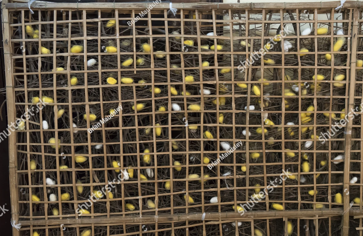 Kenji Miyazawa's Cocoon Frame | Warehouse 13 Artifact Database Wiki ...