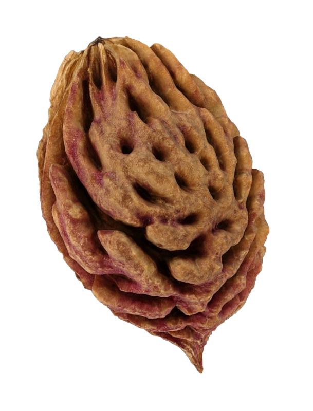 Duke Ling of Wey's Peach Pit | Warehouse 13 Artifact Database Wiki | Fandom