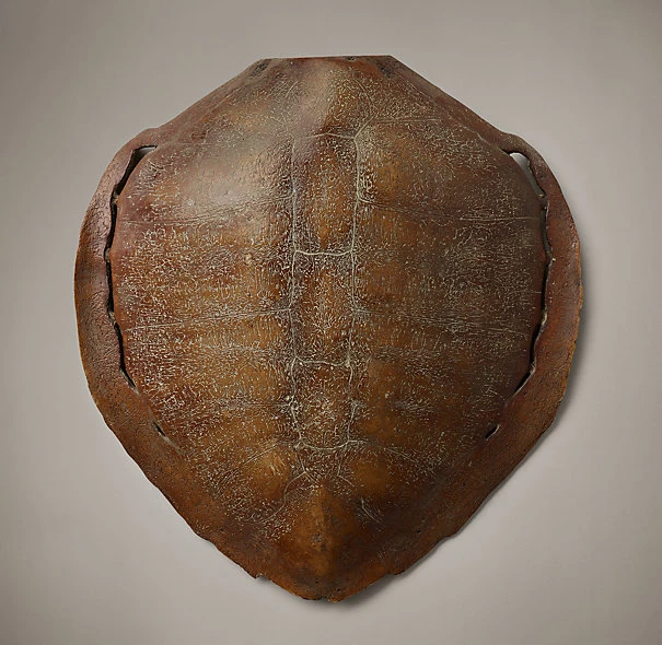 Aeschylus' Turtle Shell | Warehouse 13 Artifact Database Wiki | Fandom
