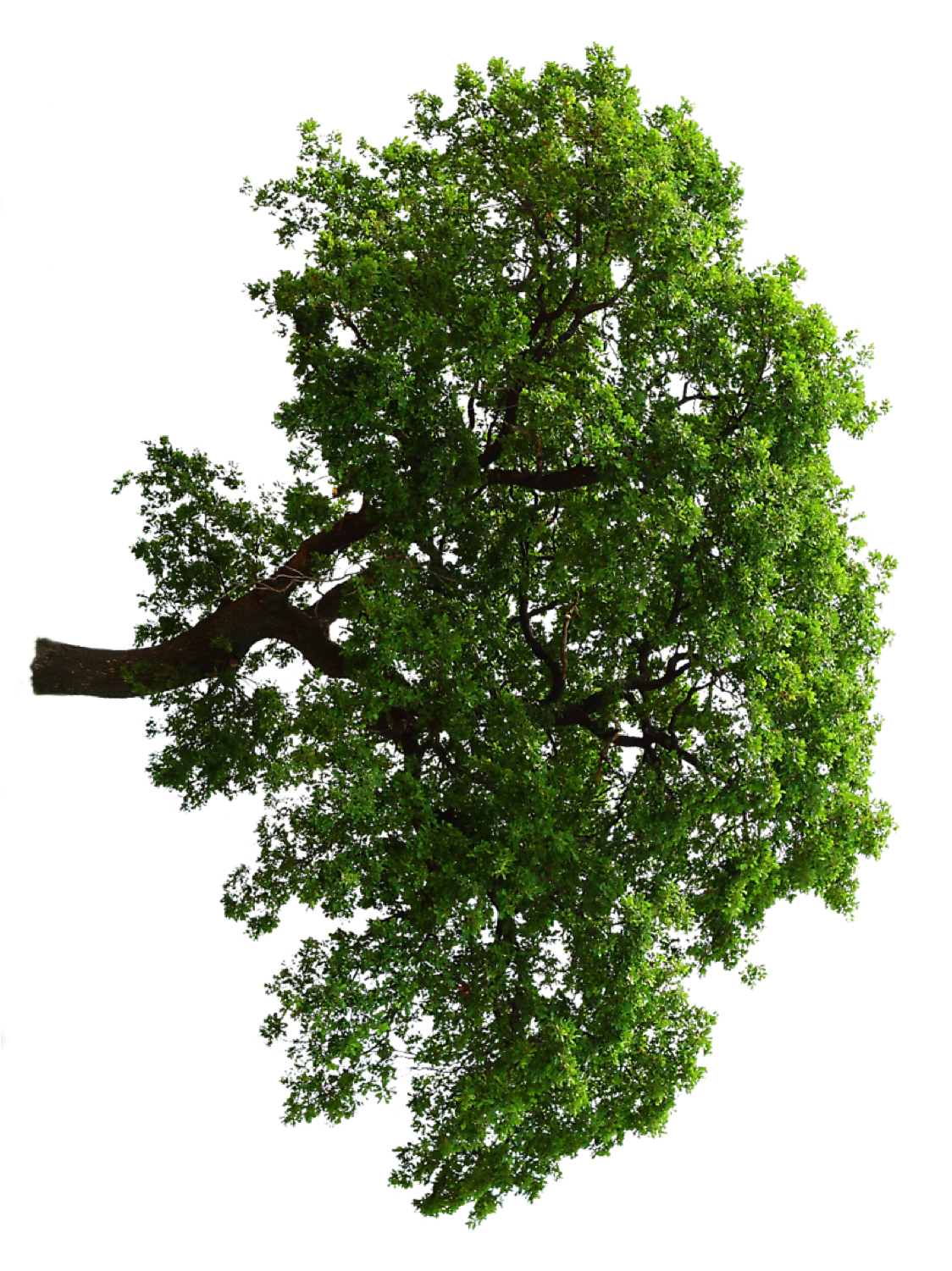 Oak Tree Transparent Background