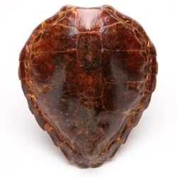 Kappa Shell | Warehouse 13 Artifact Database Wiki | Fandom
