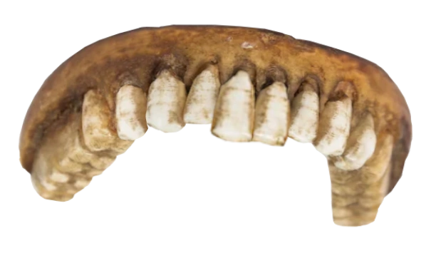 Máel Brigte of Moray's Teeth | Warehouse 13 Artifact Database Wiki | Fandom
