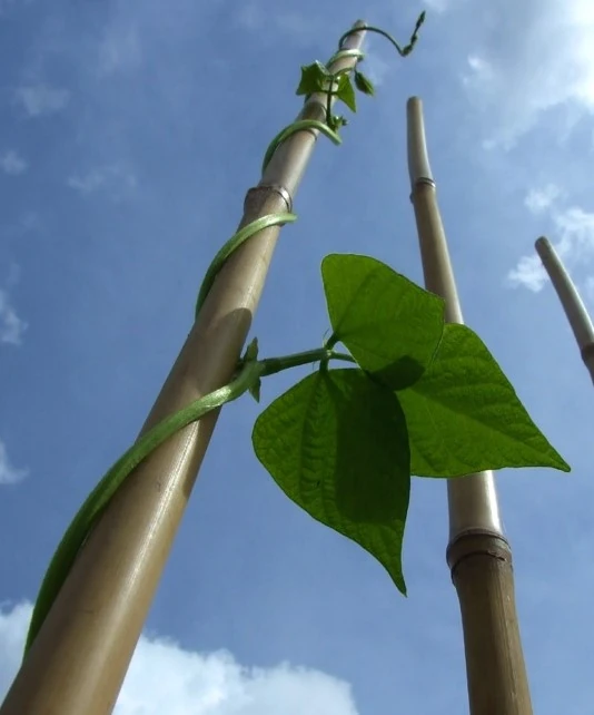 Jack's Magic Beanstalk | Warehouse 13 Artifact Database Wiki | Fandom