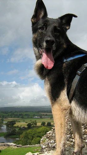 Attack dogs | Warfare of Annihilation Wiki | Fandom