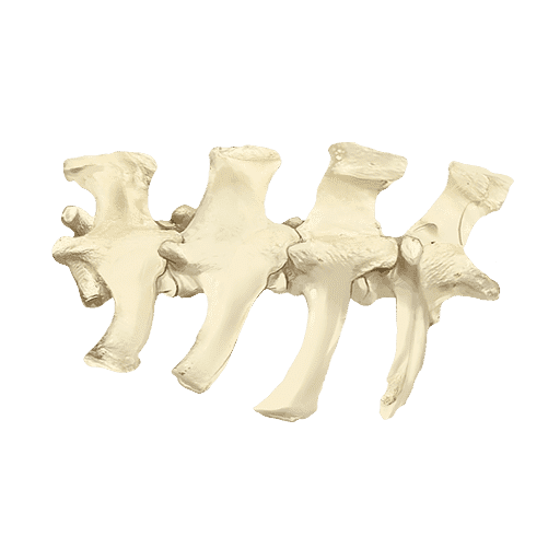 Mawfish Bones | WARFRAME Wiki | Fandom