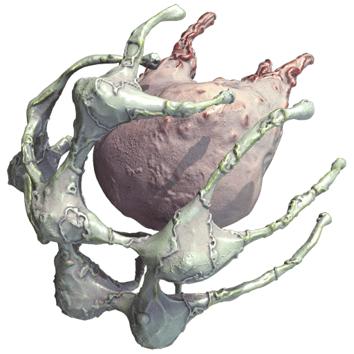 Rune de Moelle | Wiki Warframe | Fandom