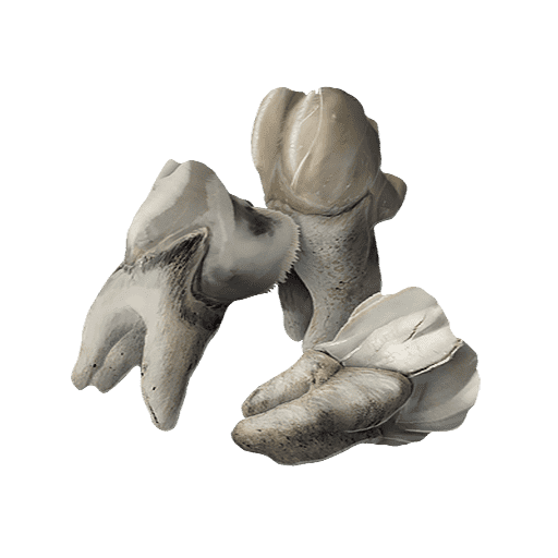 Sharrac Teeth | WARFRAME Wiki | Fandom