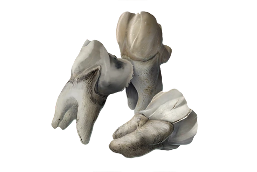 Sharrac Teeth | Magyar Warframe Wiki | Fandom