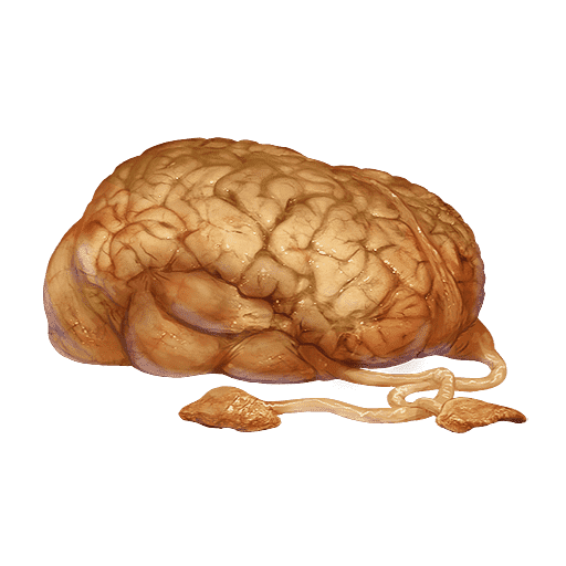 Cerebro de norg | Wiki Warframe Español | Fandom