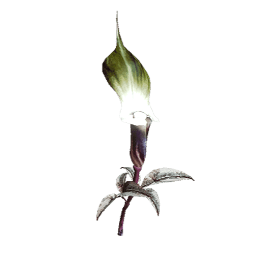 Category:Plants | WARFRAME Wiki | Fandom