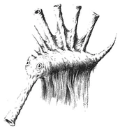 Squigs | Warhammer 40k Wiki | Fandom