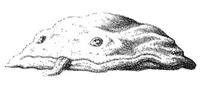 Squigs | Warhammer 40k Wiki | Fandom