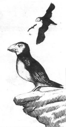 Razorbill | Warhammer Wiki | Fandom