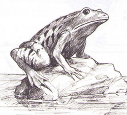 Giant Carnivorous Frogs | Warhammer Wiki | Fandom