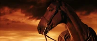 War Horse (film) | Warhorse Wiki | Fandom