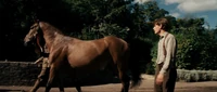 War Horse (film) | Warhorse Wiki | Fandom