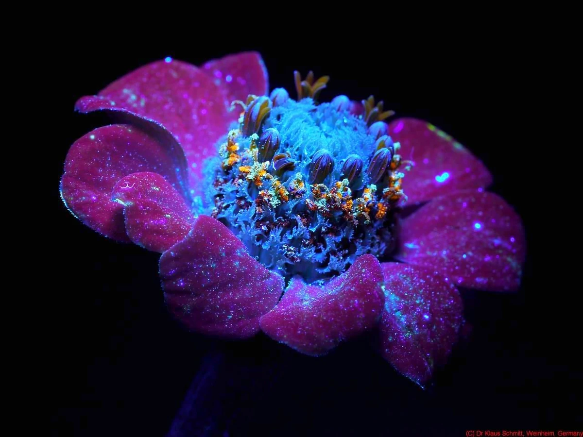 Purple Umbrella Flower | Warlock of the Magus World Wiki | Fandom