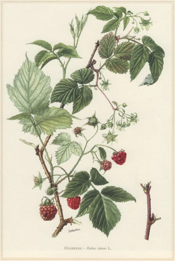 Red Fruit | Warlock of the Magus World Wiki | Fandom