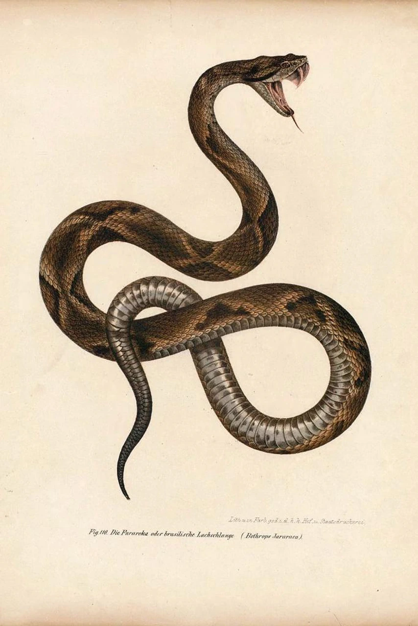 Dolosen Snake | Warlock of the Magus World Wiki | Fandom