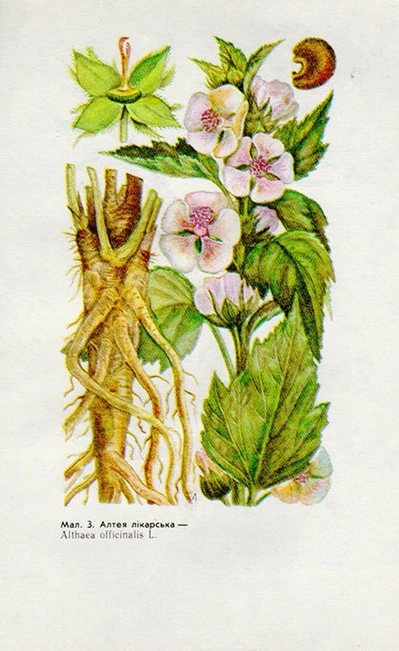 Green Root Fruit | Warlock of the Magus World Wiki | Fandom