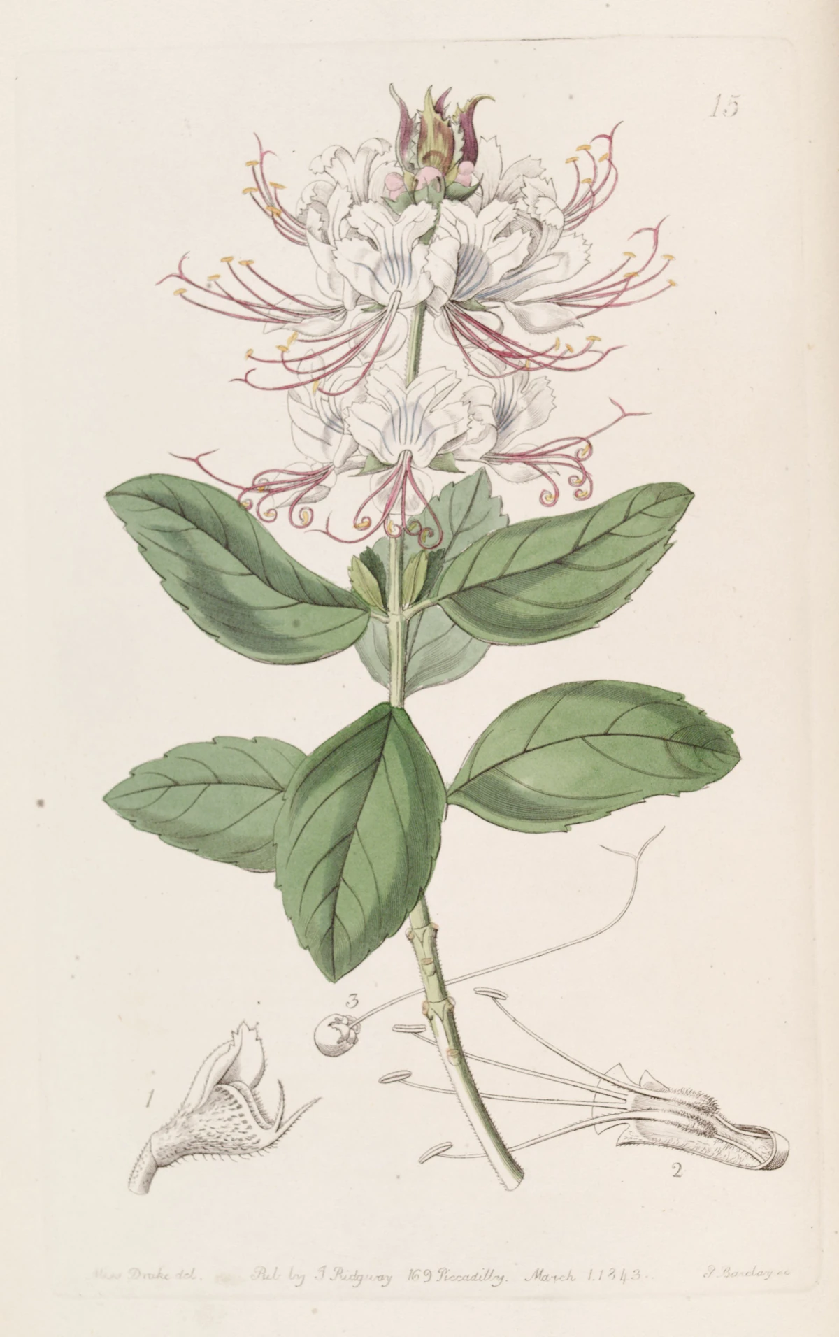 Wolf Whisker Flower | Warlock of the Magus World Wiki | Fandom