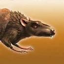 Strong Rats | Warlock: Master of the Arcane Wiki | Fandom