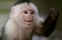 Spike the Monkey | Warner Bros characters Wiki | Fandom