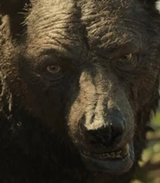 Baloo | Warner Bros characters Wiki | Fandom