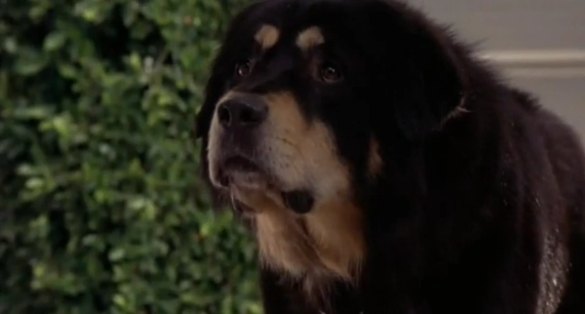 Max the Dog | Warner Bros characters Wiki | Fandom