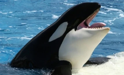 Willy | Warner Bros characters Wiki | Fandom