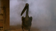 Goose/Gallery | Warner Bros. Entertainment Wiki | Fandom