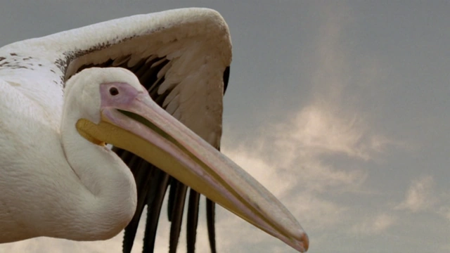 Goose/Gallery | Warner Bros. Entertainment Wiki | Fandom