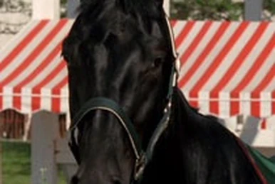 Racing Stripes Sandy