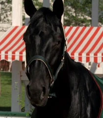 Category:Racing Stripes characters | Warner Bros. Entertainment Wiki ...