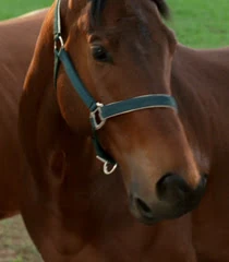 Racing Stripes Movie Horses