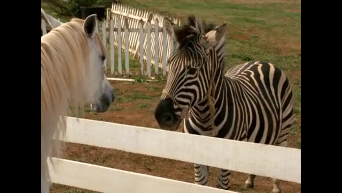 Sandy/Gallery | Warner Bros. Entertainment Wiki | Fandom