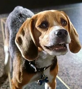 Lou | Warner Bros. Pictures Wiki | Fandom