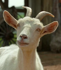 Franny | Warner Bros. Pictures Wiki | Fandom