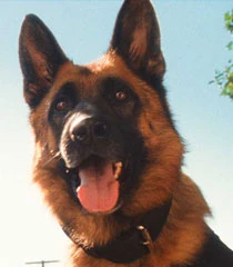 Diggs | Warner Bros. Pictures Wiki | Fandom