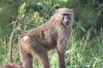 Baboon | War of the Whiskers Wiki | Fandom