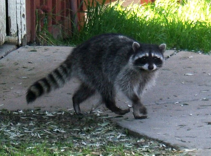 Raccoon | War of the Whiskers Wiki | Fandom