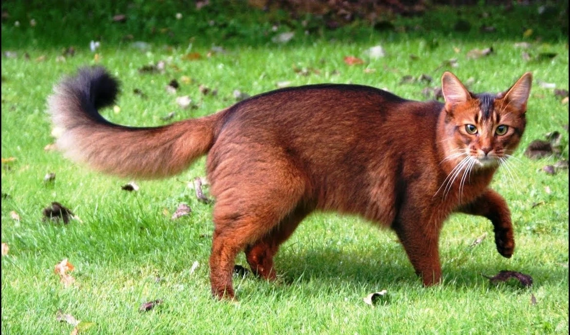 Bloodmoon | Warrior Cat Club Wiki | Fandom