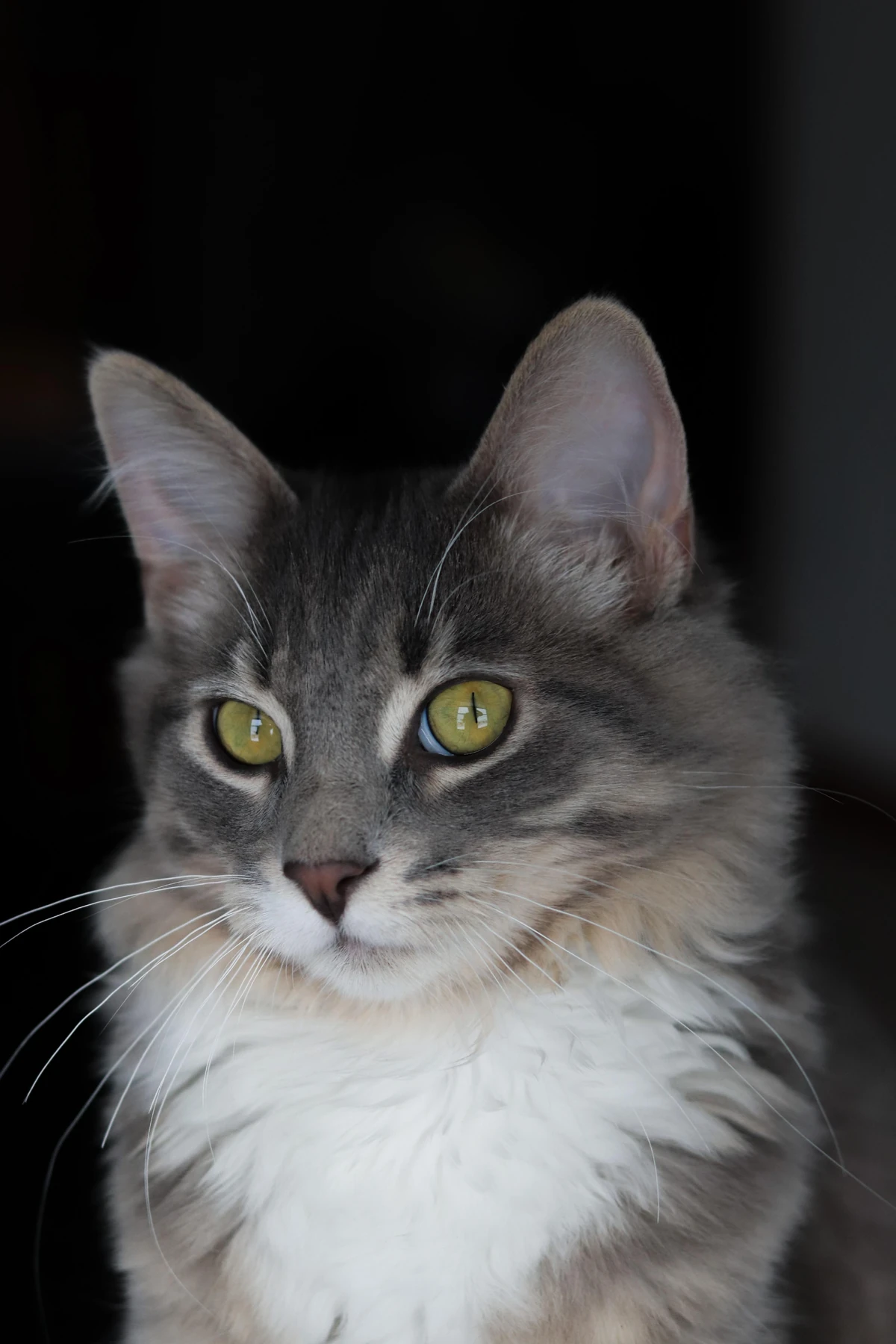 Acid | Warrior Cat Club Wiki | Fandom
