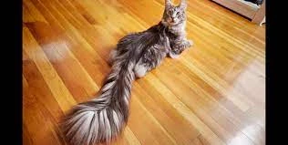 Woollyfur | Warrior Cat Club Wiki | Fandom