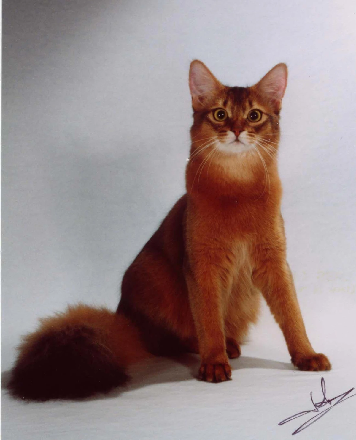 Russel | Warrior Cat Club Wiki | Fandom