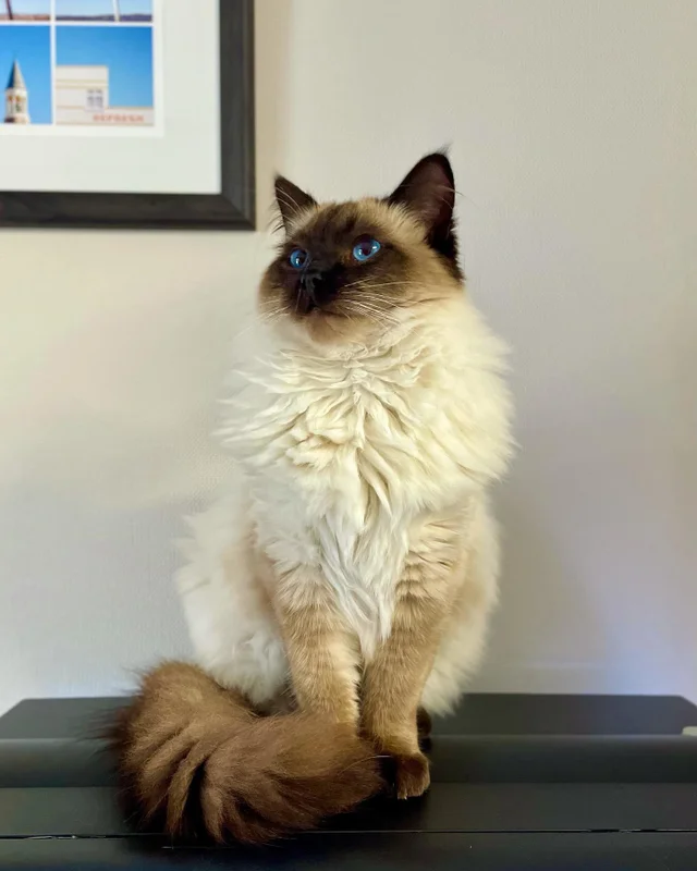 Brackenwing | Warrior Cat Club Wiki | Fandom