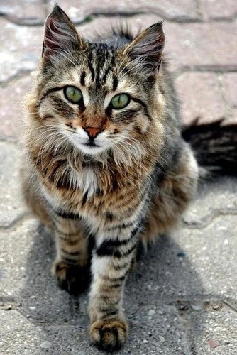 Lizard | Warrior Cat Club Wiki | Fandom