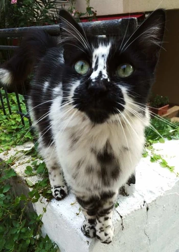 Frostpaw | Warrior Cat Club Wiki | Fandom