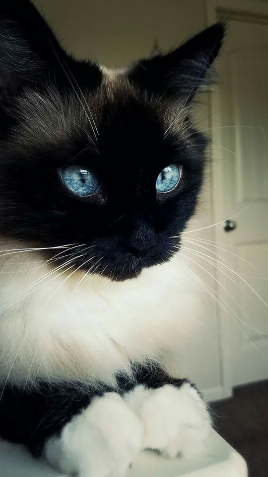 Myrtle | Warrior Cat Club Wiki | Fandom